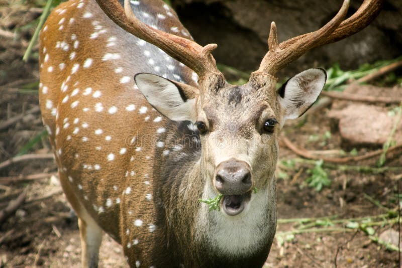 Common Spotted Deer stock image. Image of beauty, staring - 55979023