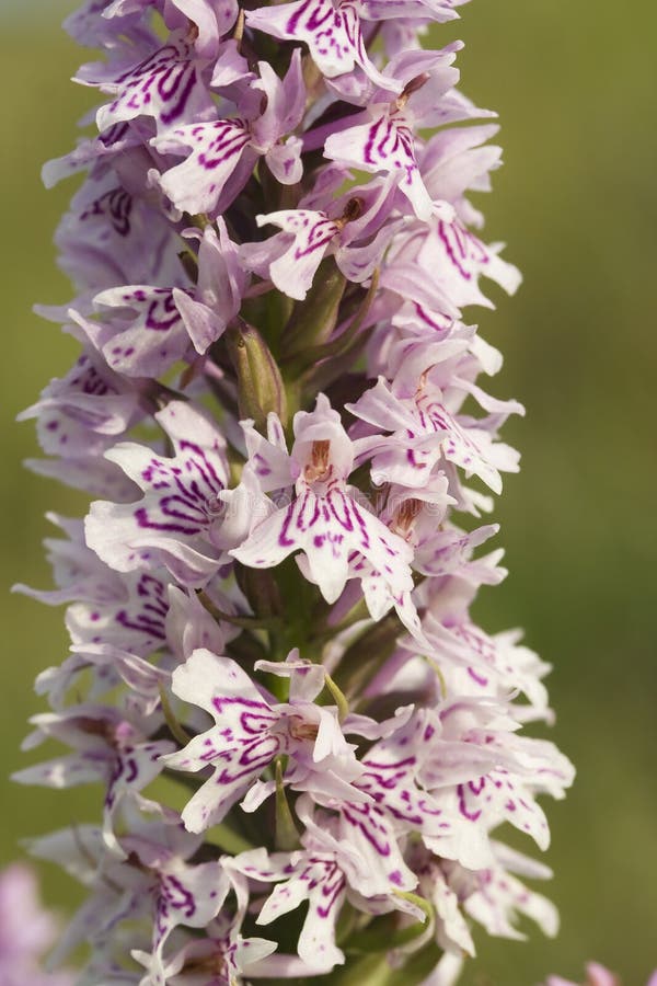 Common Spotted Flower Beetle Stock Image - Image of purple, pests: 61842283