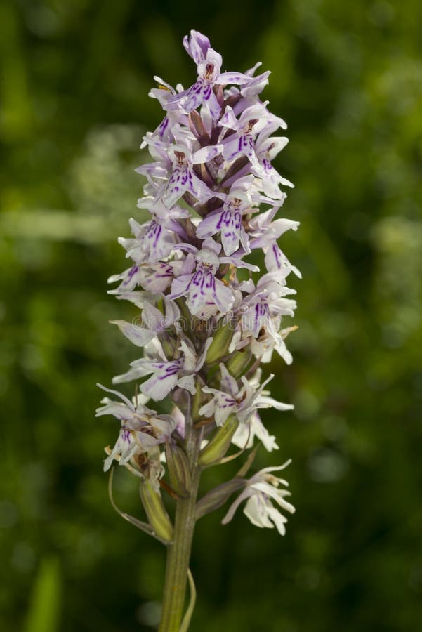 Common Spotted Orchid stock image. Image of dorset, environment - 42247005
