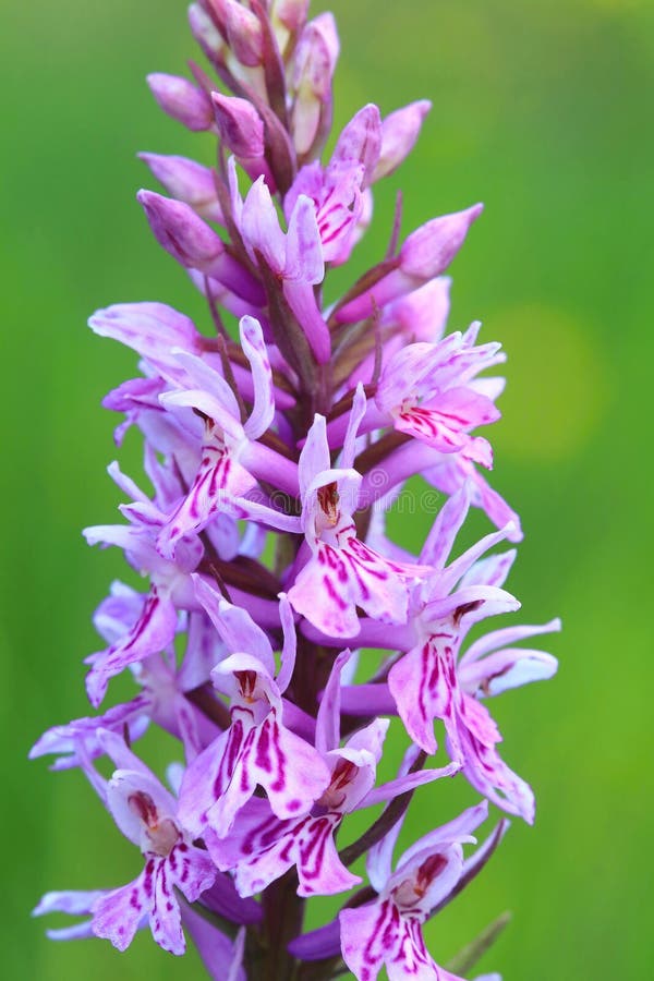 The Common Spotted Orchid Blooming Stock Image - Image of herbal ...