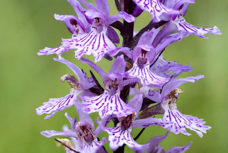Common Spotted Orchid Dactylorhiza Fuchsii Stock Photo - Image of ...