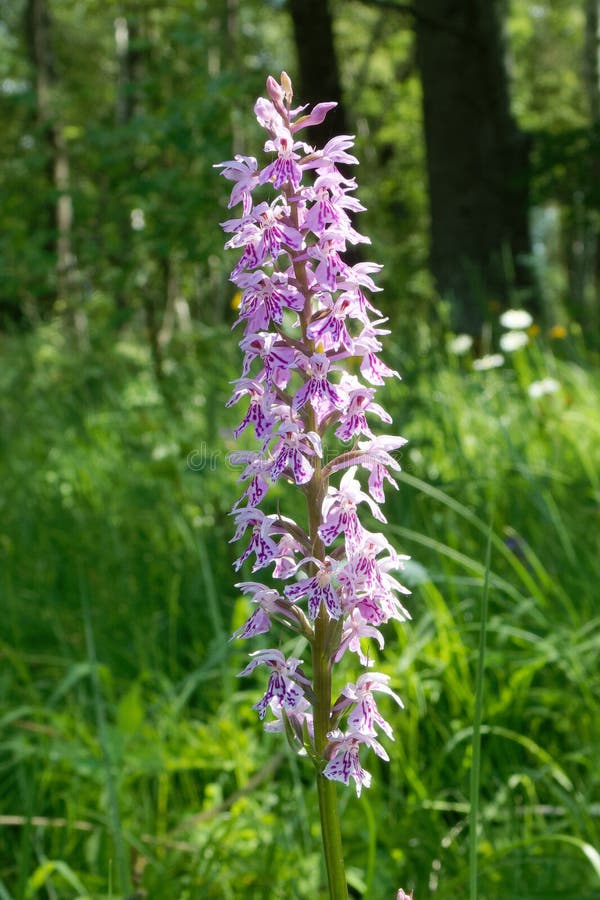 Common Spotted-orchid (Dactylorhiza Fuchsii. Stock Image - Image of ...