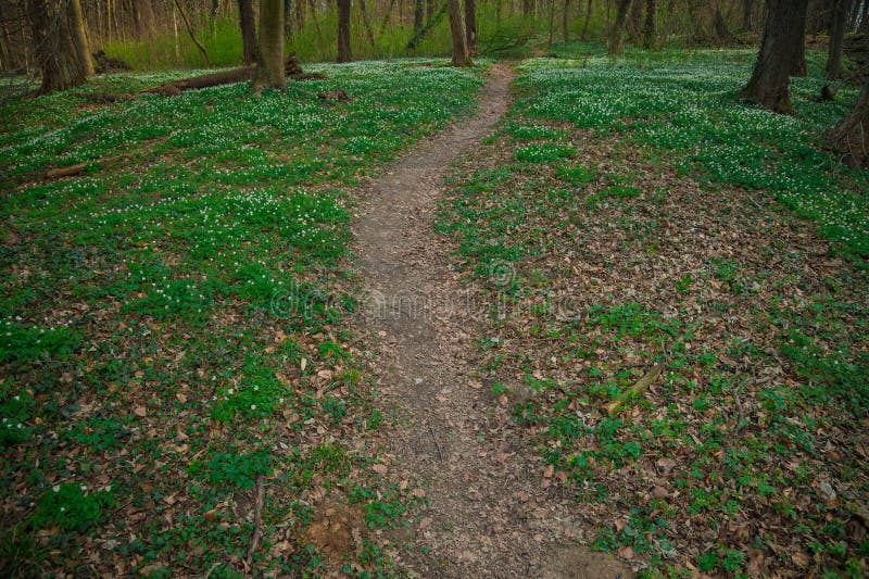 Common Spring Time Park Ground Trail in Natural Environment Space Stock ...