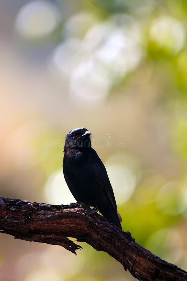 Common Drongo stock image. Image of fowl, environment - 76067651