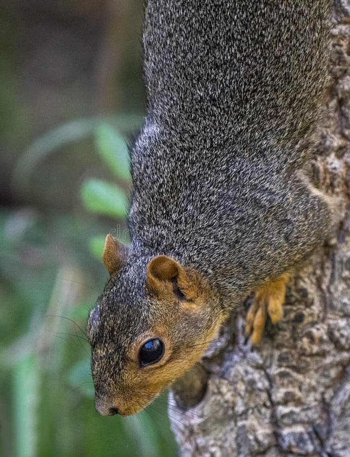 Common Squirrel Canada stock photo. Image of tree, eating - 237903452