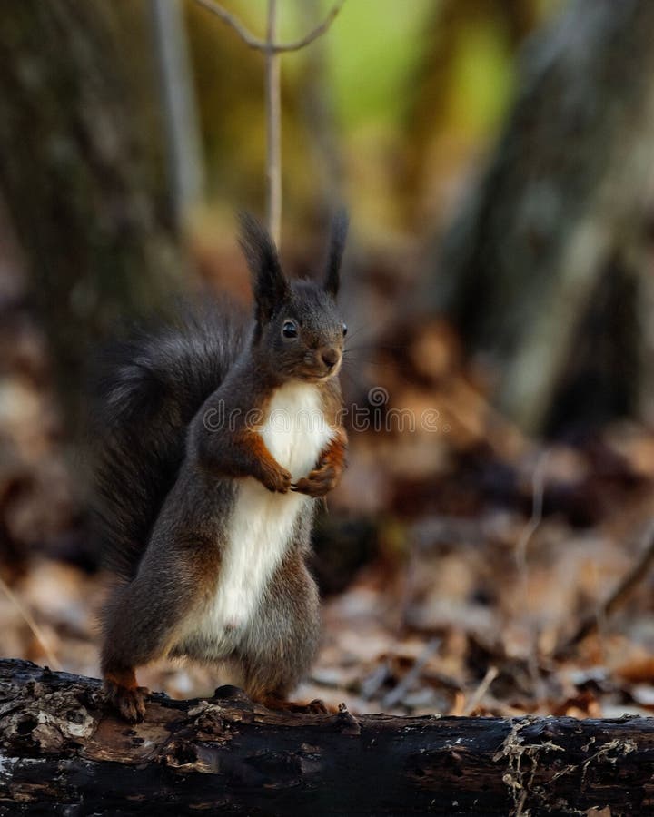 Common Squirrel in the Forest Stock Image - Image of squirrel, forest ...