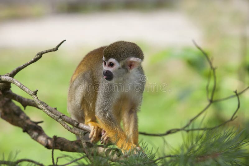 Common Squirrel Monkey On White Stock Image - Image of monkey, america ...