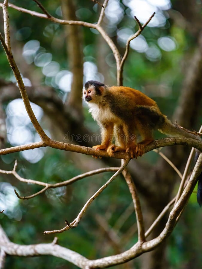 Common Squirrel Monkey in Deep Jungle Shade Stock Image - Image of ...