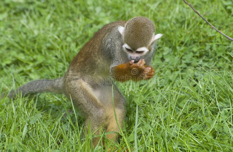 Little Insect Eating Monkey Stock Photos - Free & Royalty-Free Stock ...