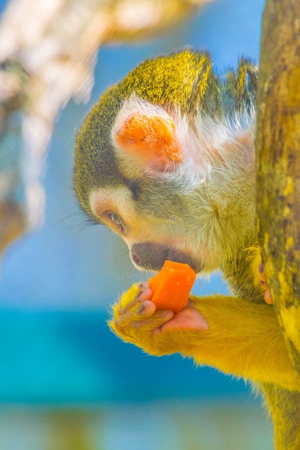 Common Squirrel Monkey is Eating a Piece of Fruit...IMAGE Stock Image ...