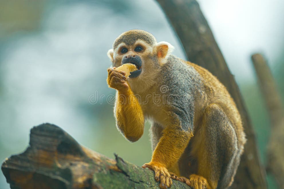 Common Squirrel Monkey Eating in a Tree Stock Image - Image of saimiri ...