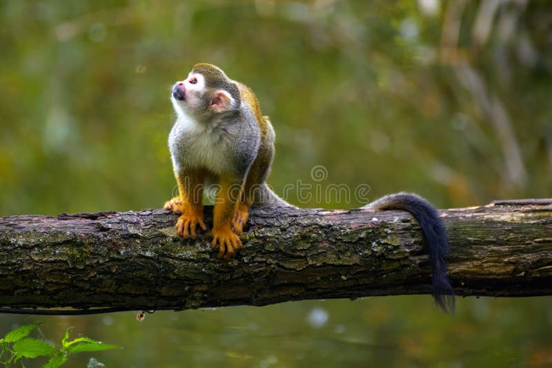 Common Squirrel Monkey Looking Up on a Tree Branch Stock Image - Image ...