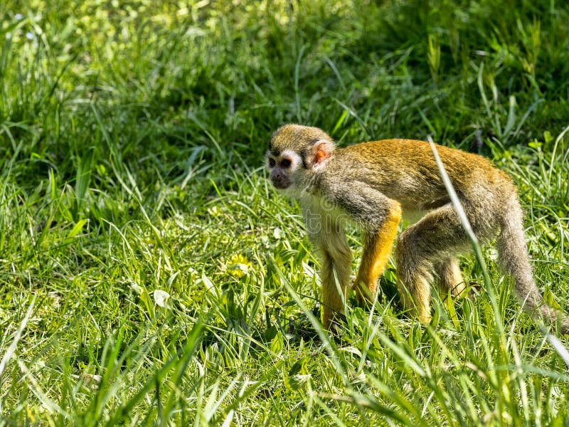Common Squirrel Monkey, Saimiri Sciureus, is Looking for Food in the ...