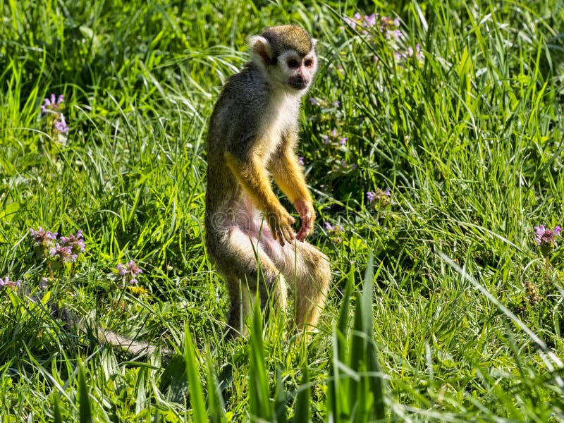 Common Squirrel Monkey, Saimiri Sciureus, is Looking for Food in the ...
