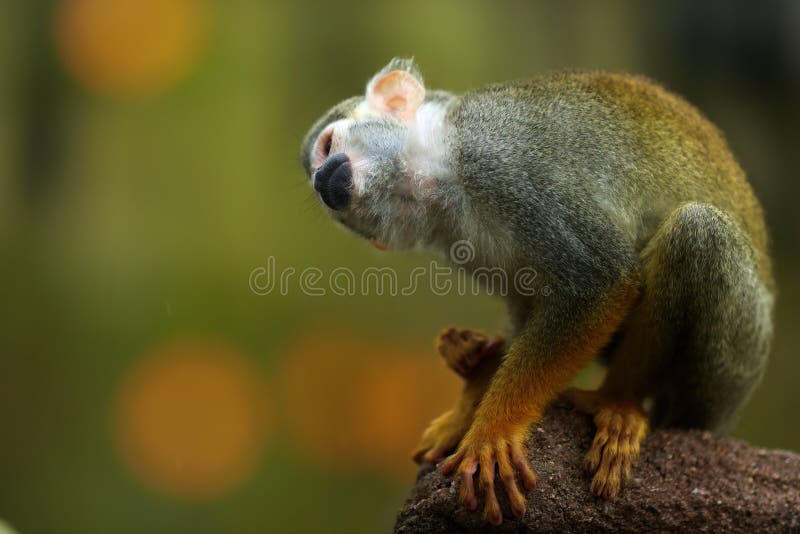 Common Squirrel Monkey, Saimiri Sciureus, Native To Amazon Basin ...