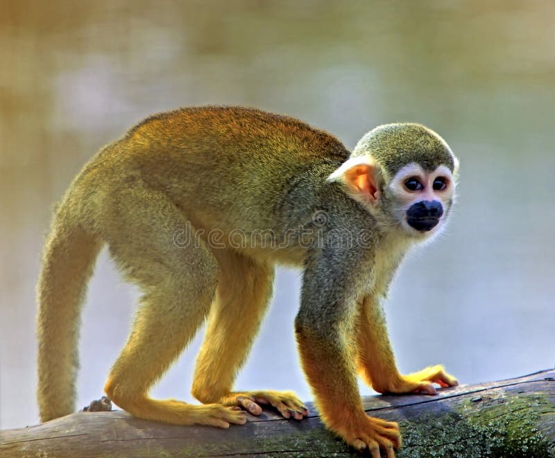 Common Squirrel Monkey (Saimiri Sciureus) Stock Photo - Image: 46095350