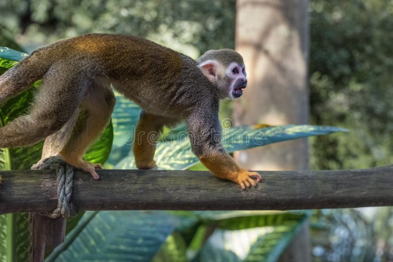 Common Squirrel Monkey, Saimiri Sciureus, a Species of Squirrel Monkey ...