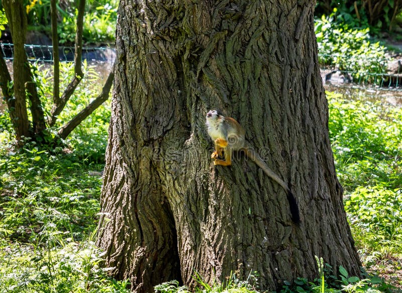 Common Squirrel Monkey Sits on Tree in Its Enclos in Prague Zoo in the ...