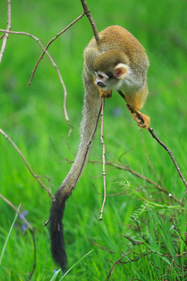 Lovely Thin Hairy Stock Photos - Free & Royalty-Free Stock Photos from ...