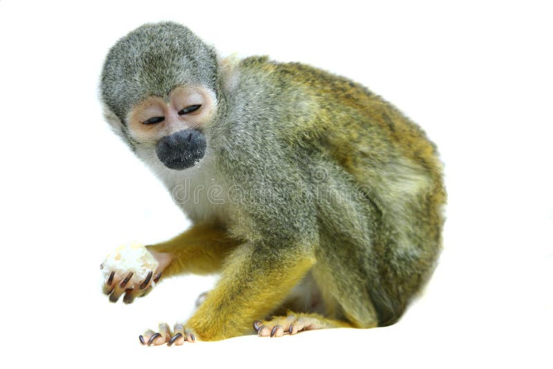 Common Squirrel Monkey on White Stock Image - Image of monkey, america ...
