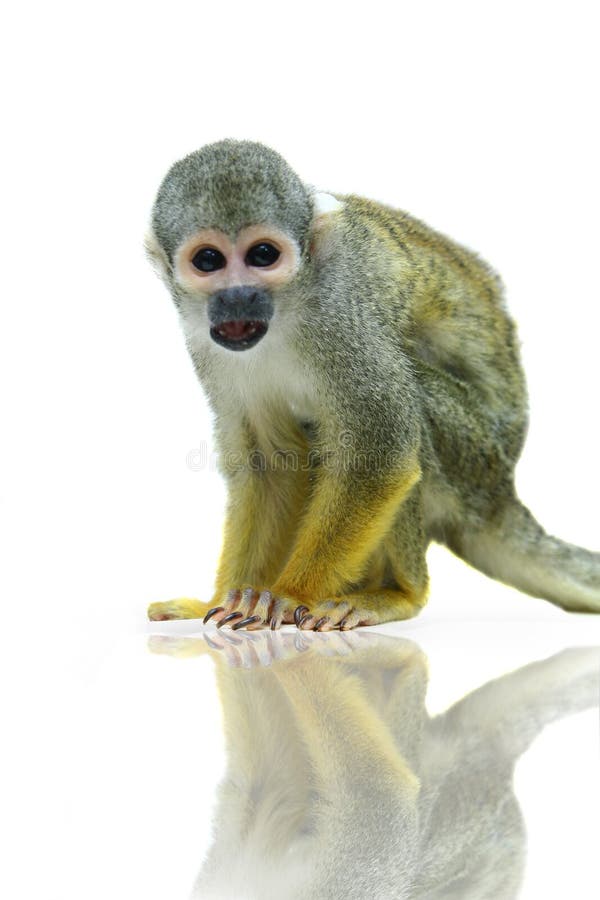 Common Squirrel Monkey on White Stock Image - Image of monkey, america ...