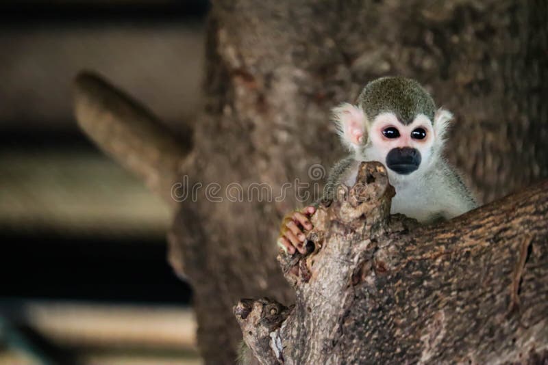 Monkey, Long Tail in Tropic Forest. Squirrel Monkey, Saimiri Oerstedii ...