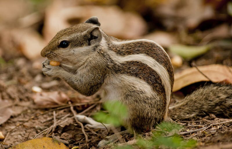 A common squirrel stock photo. Image of rodent, marmot - 39558478