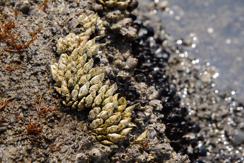 Dish of Boiled Goose Barnacle - Traditional Food F Stock Photo - Image ...