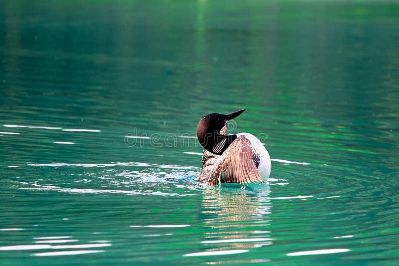 Common Loon Standing Stock Photos - Free & Royalty-Free Stock Photos ...