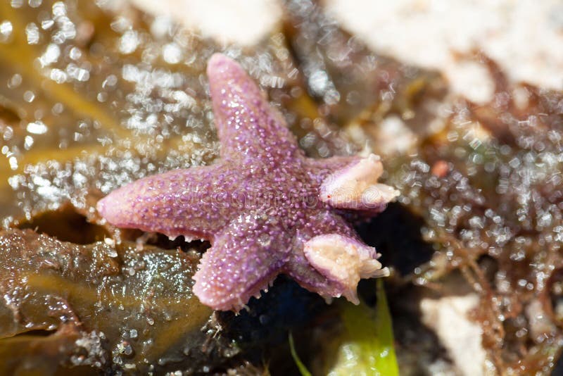 Common Starfish, Asterias Rubens, on a Seaweed Leaf Stock Photo - Image ...