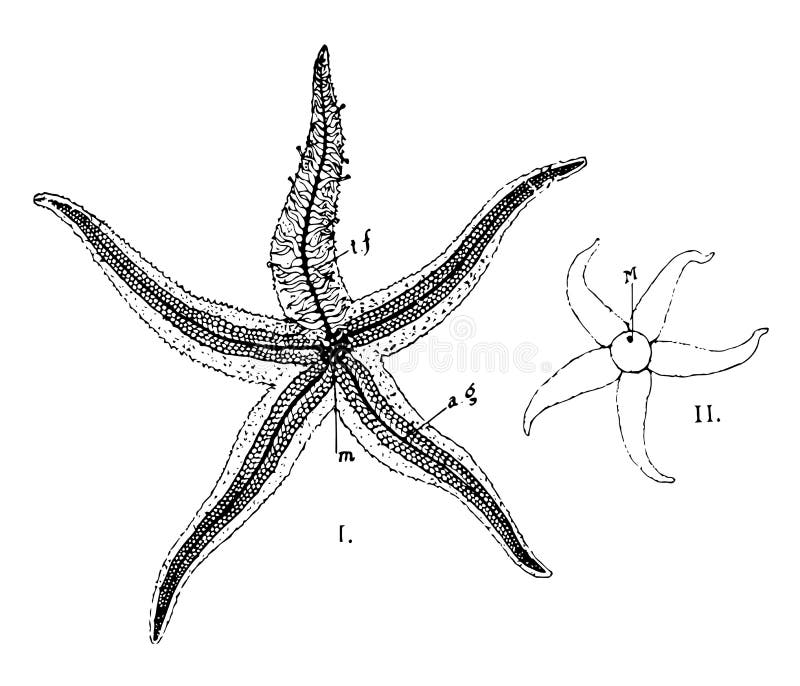 Starfish, Vintage Illustration Stock Vector - Illustration of white ...