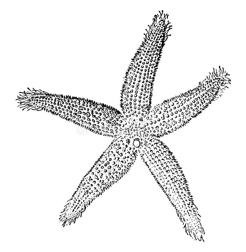 Starfish Arm, Vintage Illustration Stock Vector - Illustration of ...