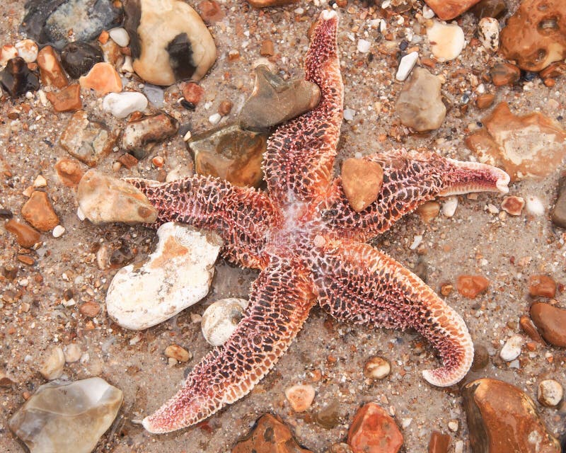 Giant starfish stock image. Image of starfish, star, hold - 1192631