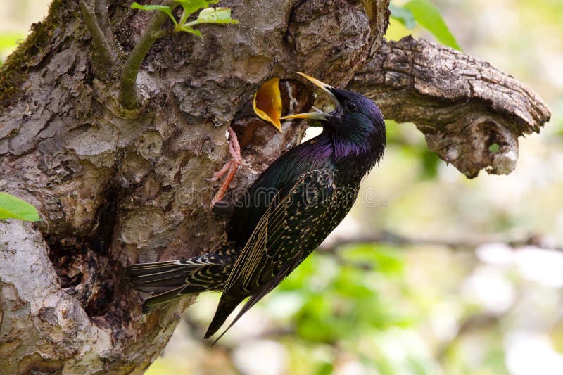 Common starling stock image. Image of environmental, feather - 27373407