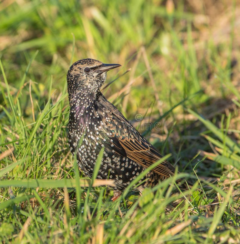 Common Starling stock image. Image of nature, northern - 28555085