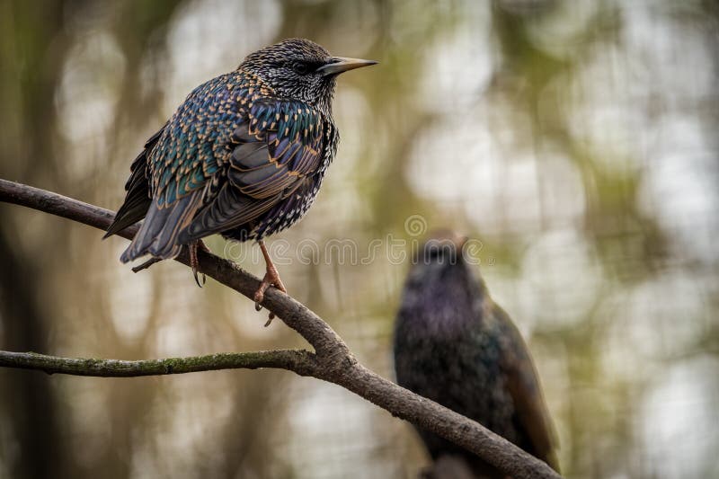 Common Starling Bird on the Banch in Nature Stock Image - Image of ...