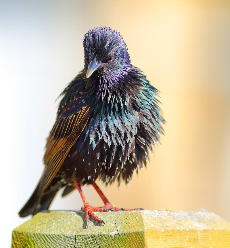 Starling Bird at the Feeder Stock Photo - Image of pigeons, colorful ...