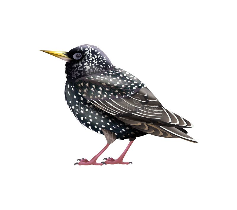 Common Starling Stock Illustrations – 135 Common Starling Stock ...
