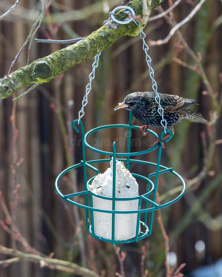 Common Starling at a Bird Feeder Stock Image - Image of starling ...