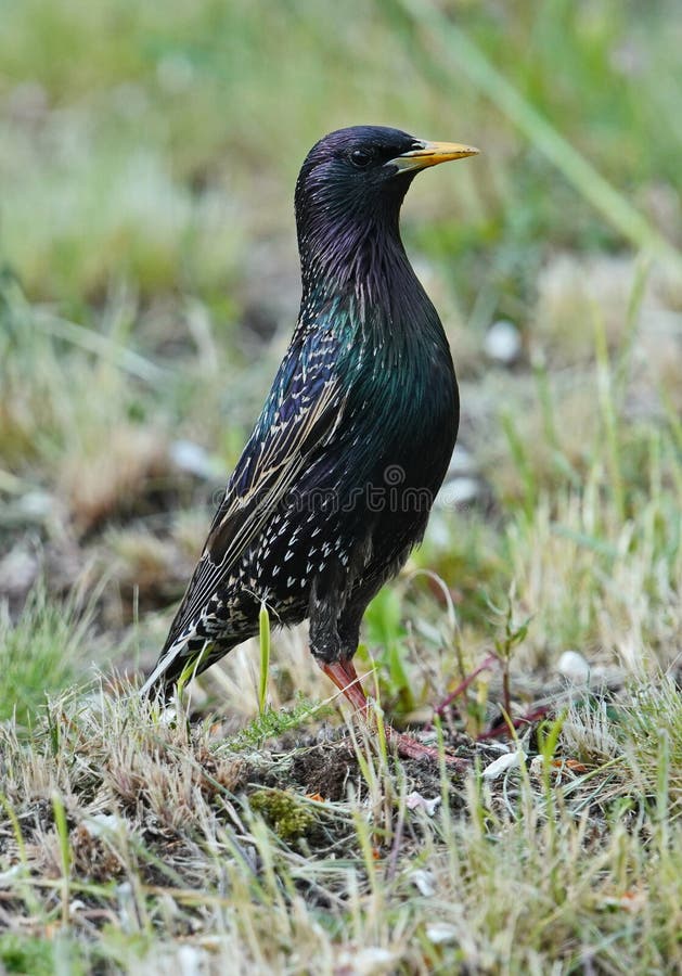Common starling stock image. Image of park, common, outdoor - 278383633
