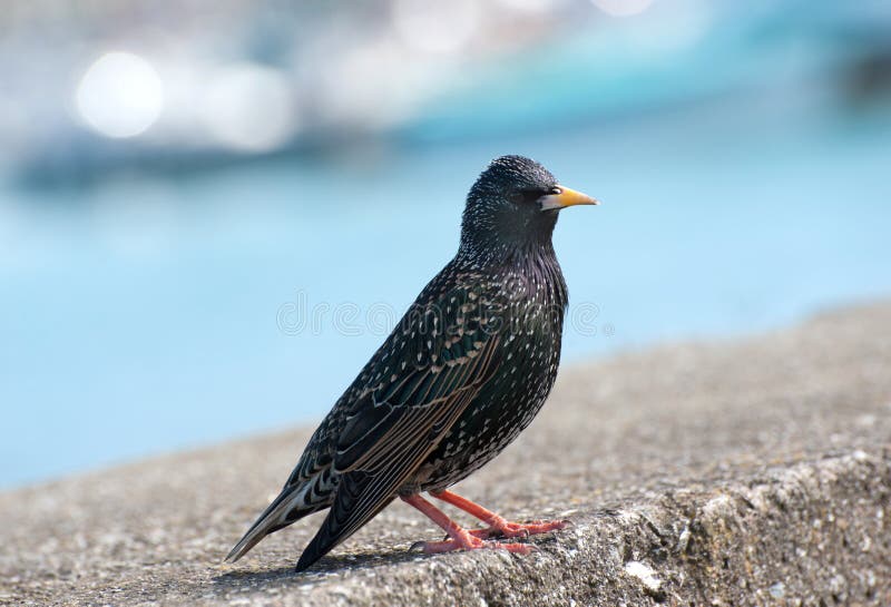 The common starling stock photo. Image of starling, common - 118244974
