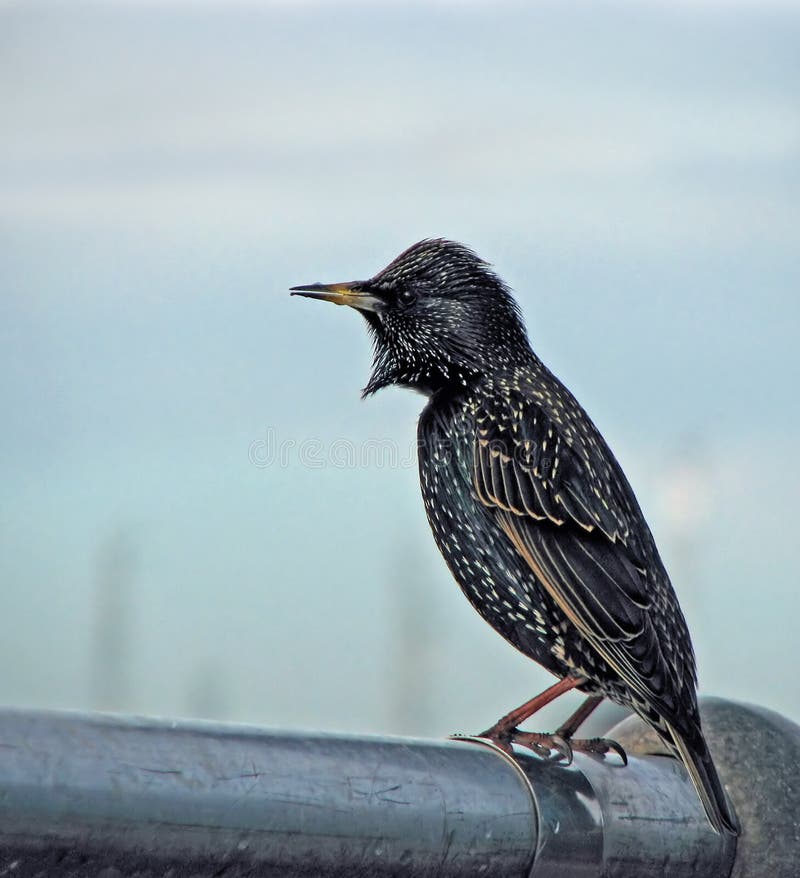 Common Starling stock image. Image of adult, nature, plumage - 34028505