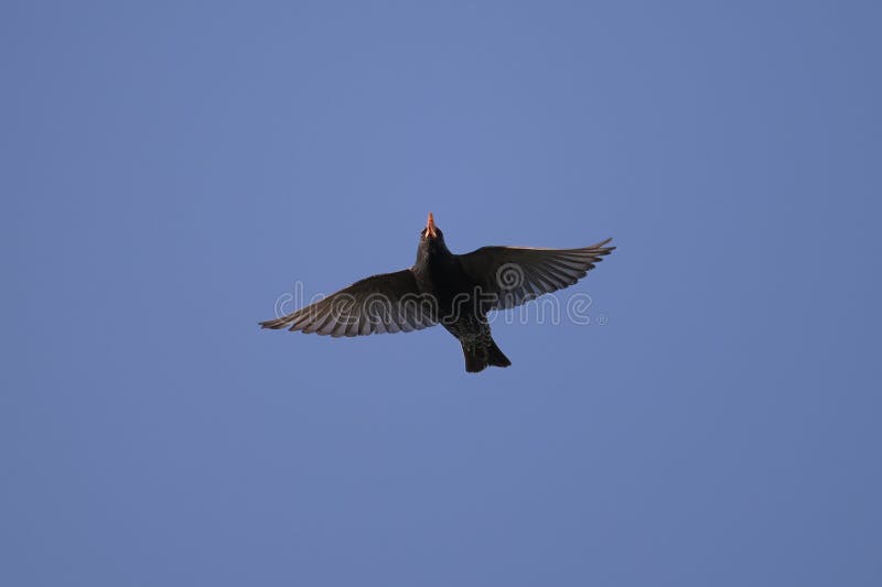 A Common Starling in Flight Blue Sky Stock Photo - Image of european ...