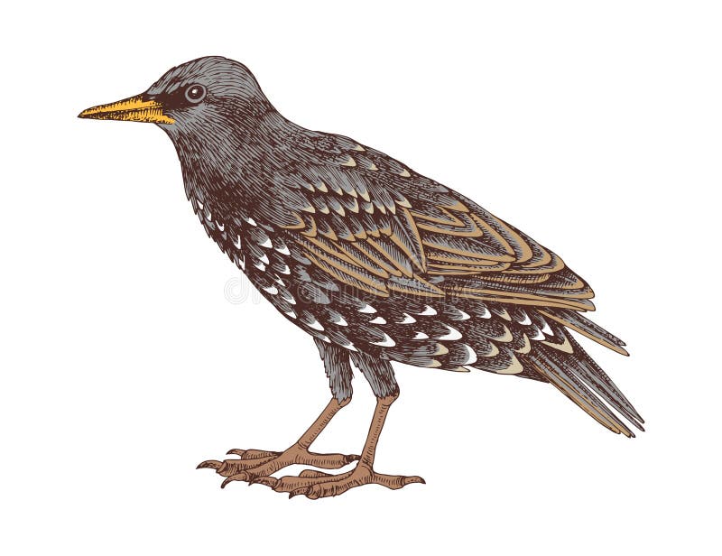 Common Starling Hand Drawn Vector Illustration Stock Illustration ...