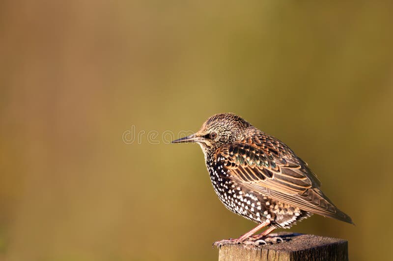 Common Starling Juvenile Perched on a Garden Fence Post Stock Photo ...
