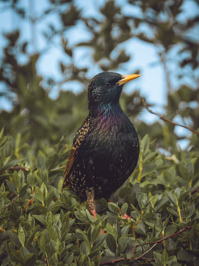 Common Starling Looking Out for Predators Stock Photo - Image of ...