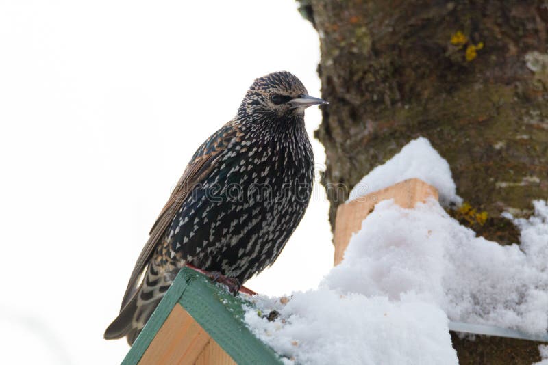 Common starling stock photo. Image of passerine, avian - 84553040