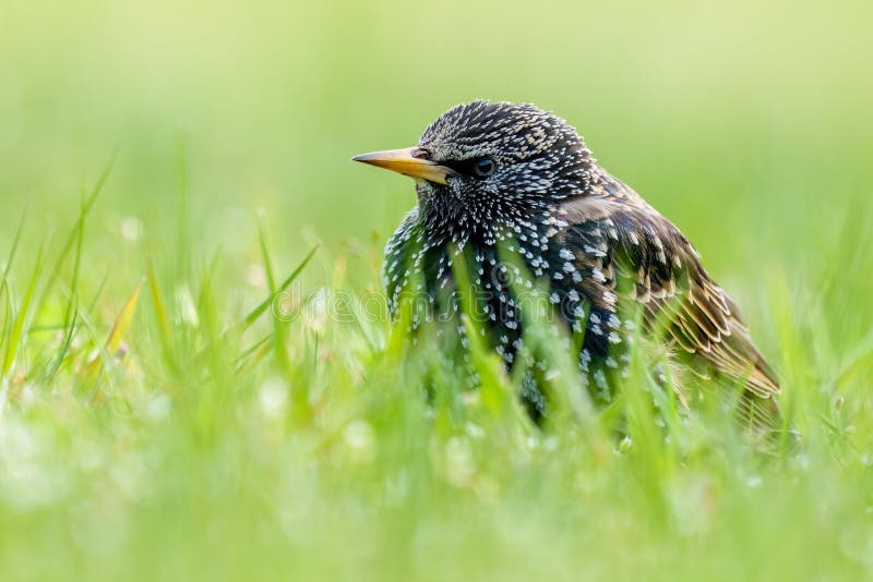 Common Starling Perched on a Grassy Area, Scanning the Horizon for Its ...