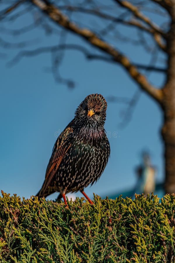 Common Starling Perched on a Green Bush in a Park Under the Sunlight ...