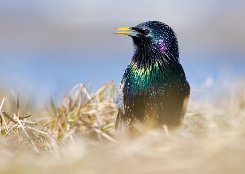 Shiny Common Starling Sits in Spring Grass from Short Distance Stock ...